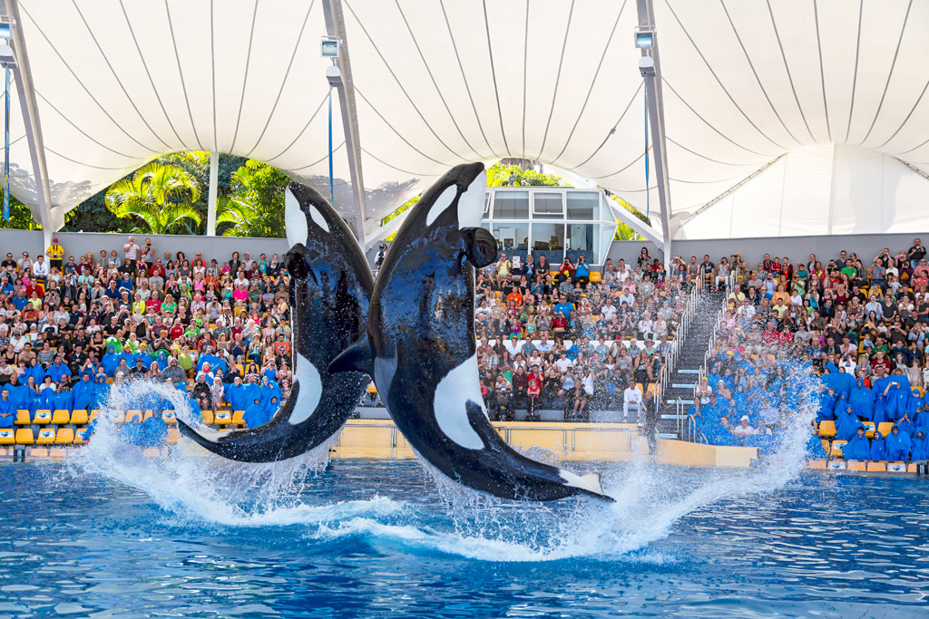 Loro Parque | Sea Safari Tenerife Excursions